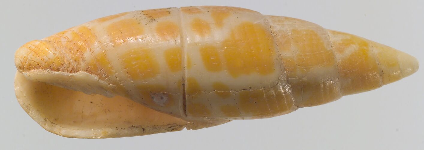 Shell | Early Dynastic | The Metropolitan Museum of Art