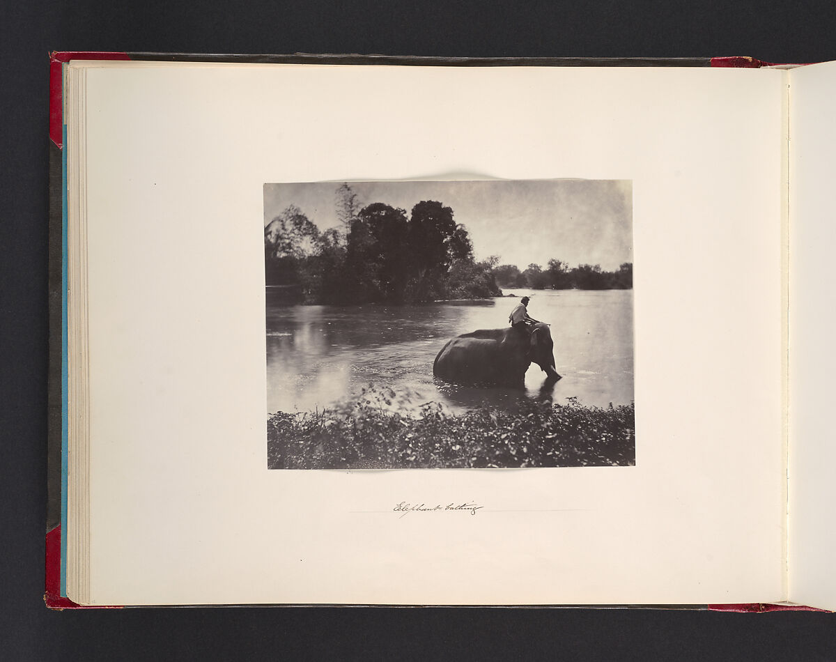 Attributed to John Thomson - Elephant Bathing - The Metropolitan Museum ...