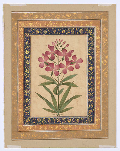 Botanical Painting: Composite Flower | The Metropolitan Museum of Art